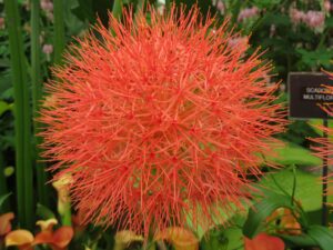 Allium Flower: Meaning, Symbolism, and Colors | Pansy Maiden