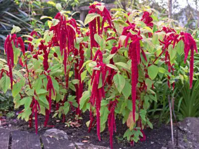 Amaranth Flower: Meaning, Symbolism, and Colors | Pansy Maiden