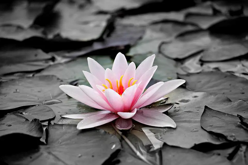 Lily Pad Flower Meaning Symbolism And Colors Pansy Maiden