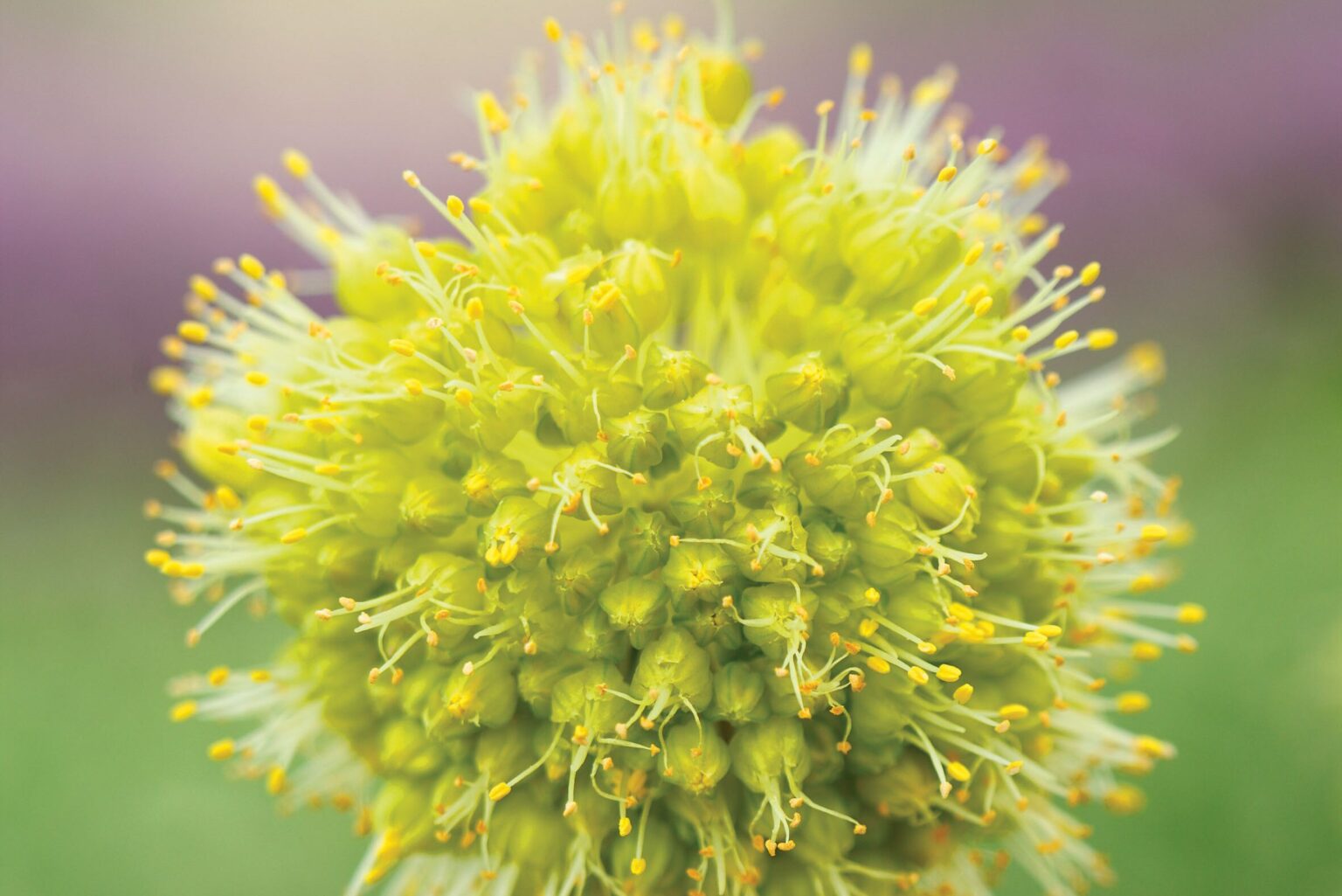 Allium Flower: Meaning, Symbolism, and Colors | Pansy Maiden